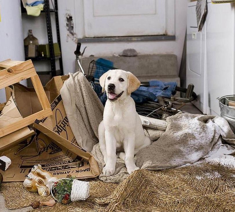 5 recomendaciones para tratar la ansiedad en un perro - Noticias24Col