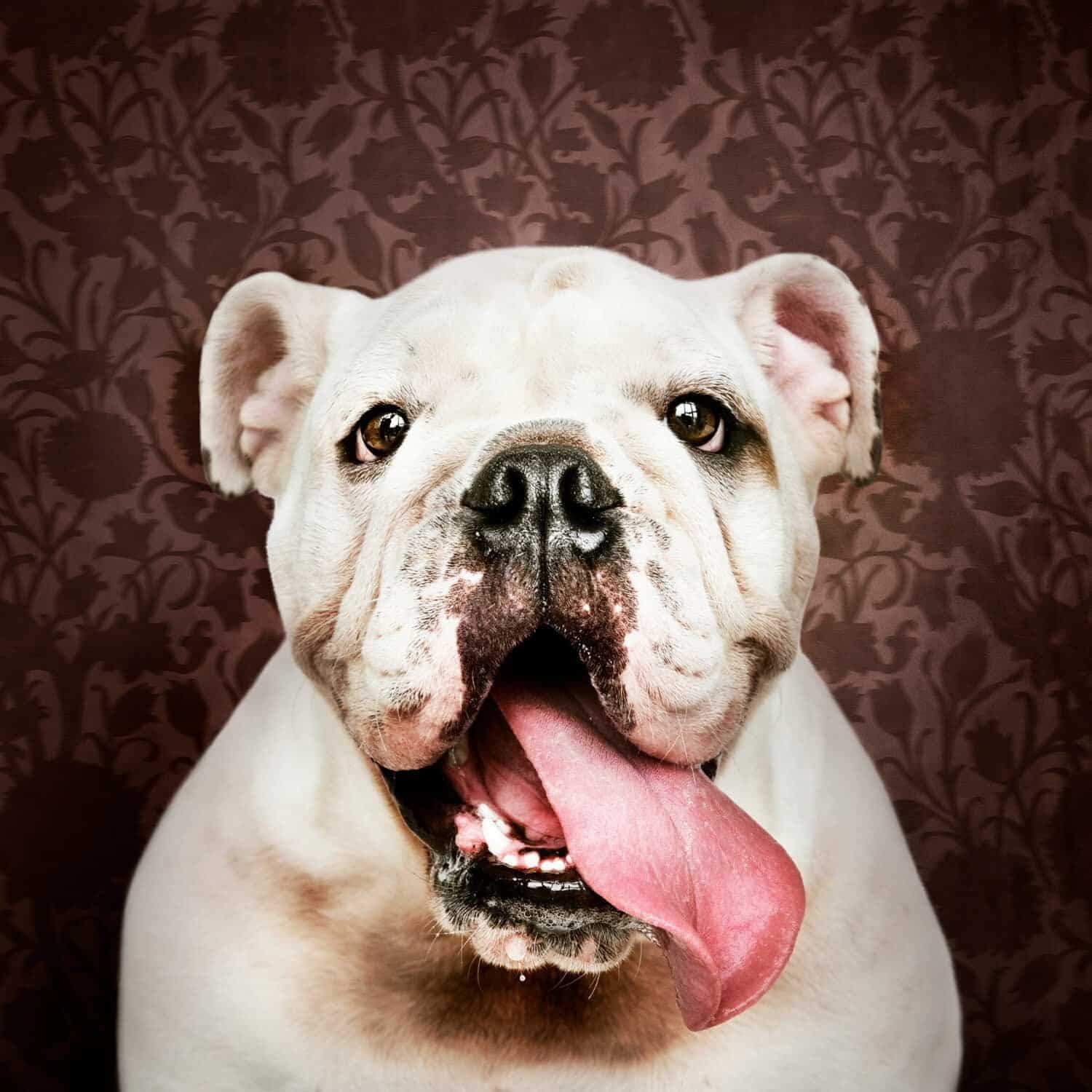 ¡Ojo! Lo que debes saber de la saliva de los perros