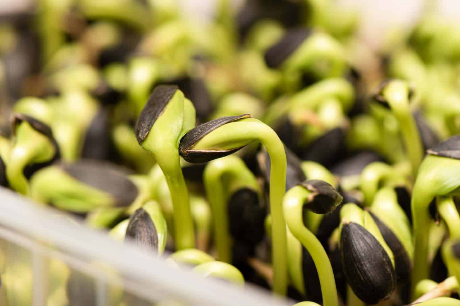 ¿Qué son las semillas germinadas y por qué son buenas de consumir?